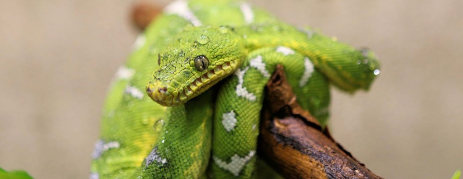 Animal World and Snake Farm Zoo - San Antonio